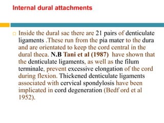 Functional Anatomy of nervous system ( Spine ) | PPTX