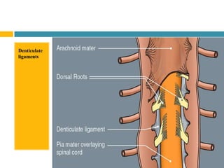 Functional Anatomy of nervous system ( Spine ) | PPTX