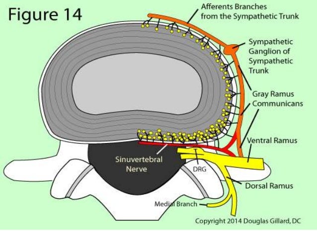Functional Anatomy of nervous system ( Spine )
