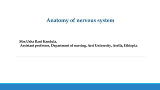 Anatomy of nervous system.pptx