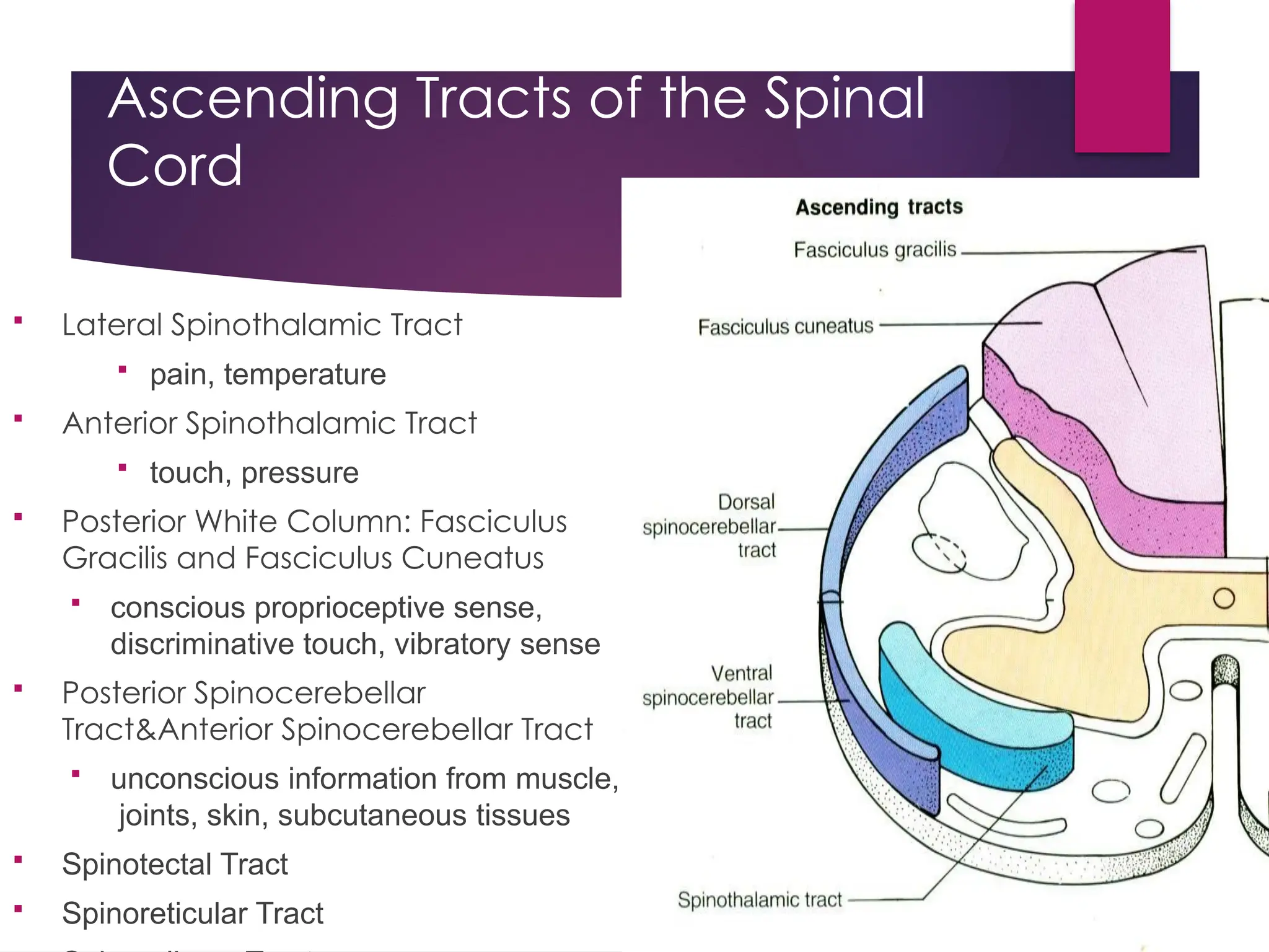 ANATOMY OF NERVOUS SYSTEM WITH CLINICAL CORRELATIONS.pptx