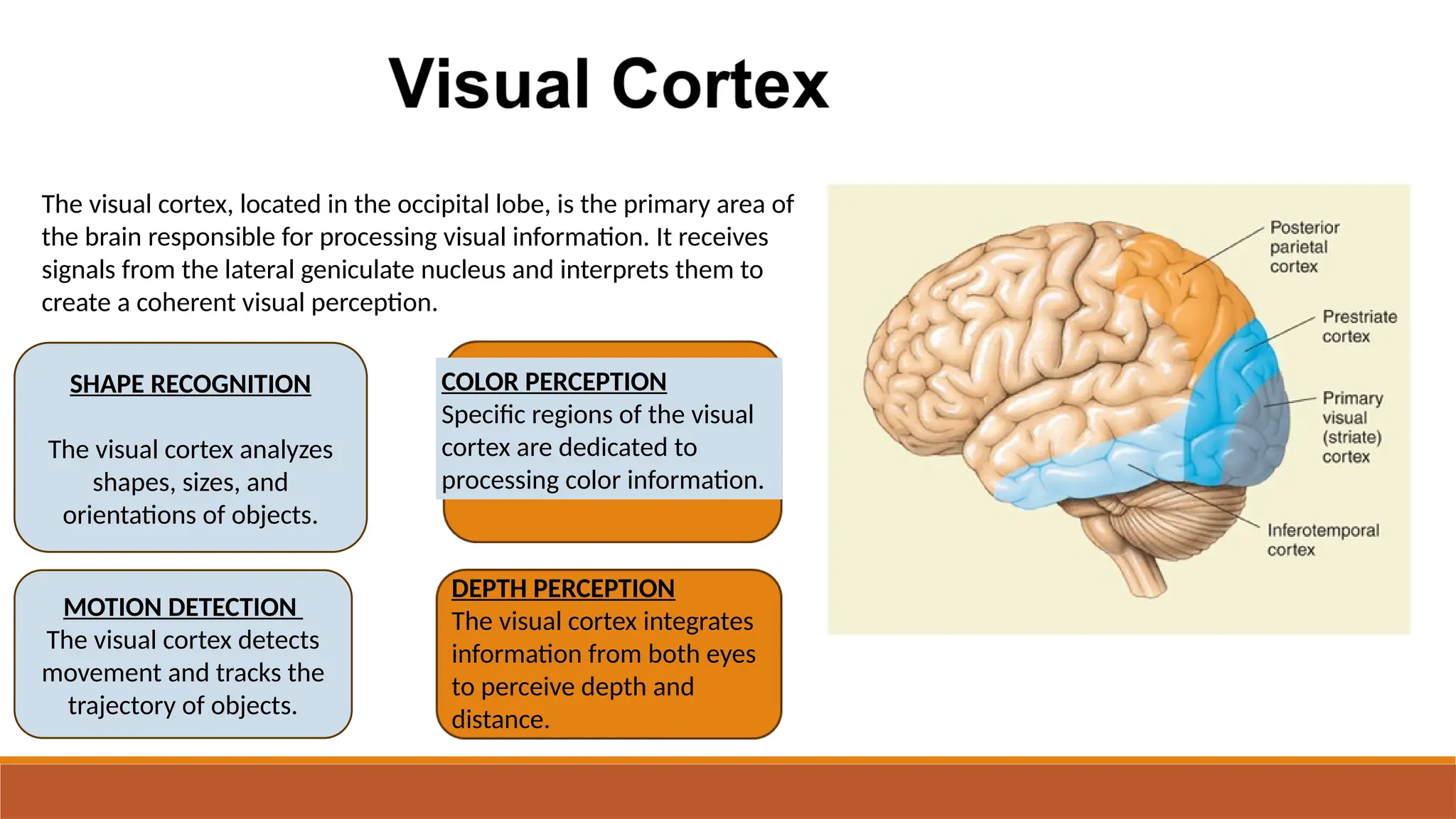 Nervus opticus anatomy, tomography , examination | PPTX