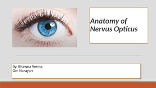 Nervus opticus anatomy, tomography , examination | PPTX