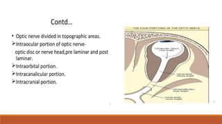 Nervus opticus anatomy, tomography , examination | PPTX