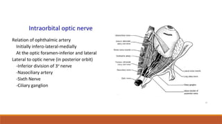 Nervus opticus anatomy, tomography , examination | PPTX