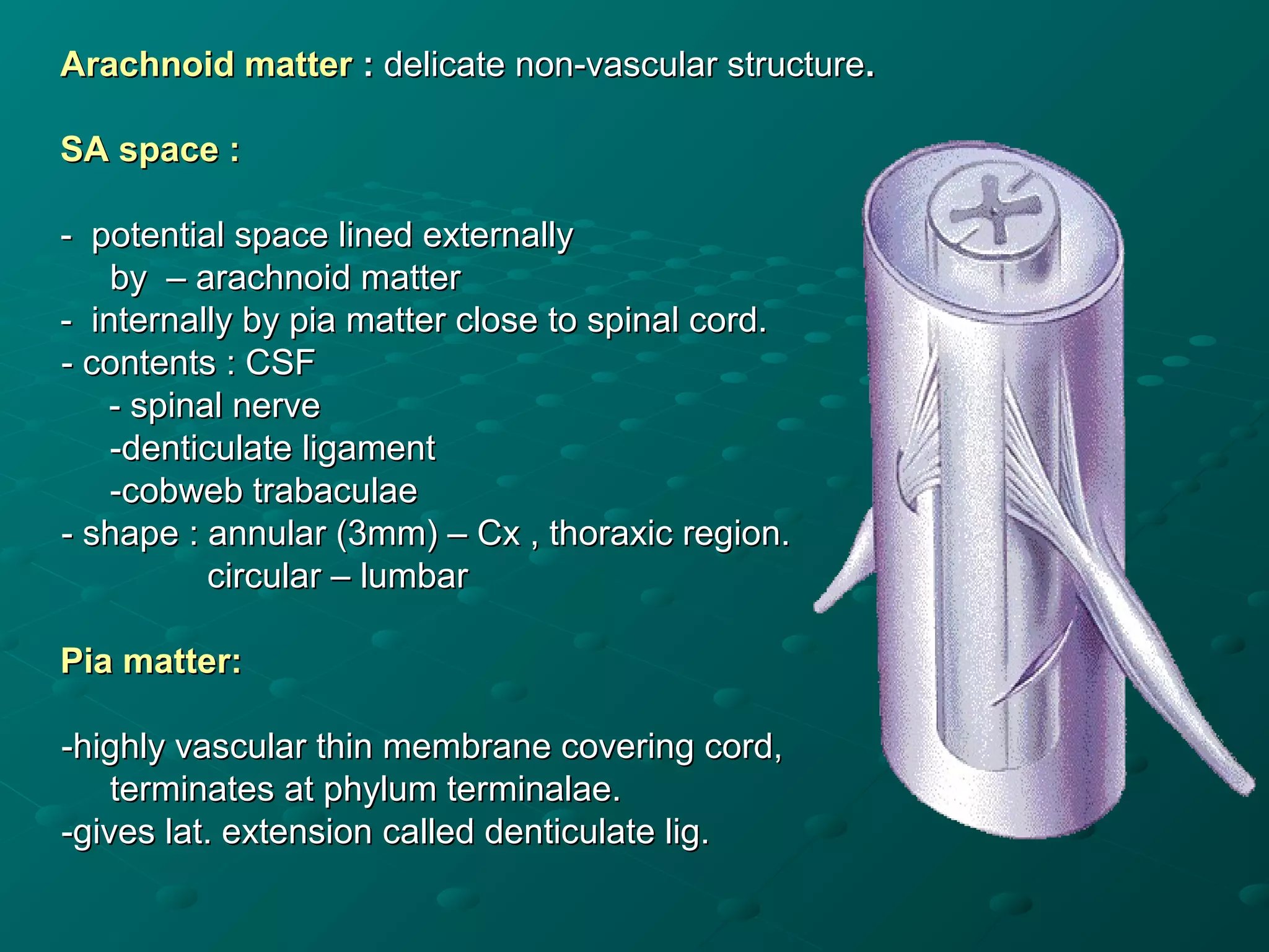 Anatomy of neuroaxial system final | PPT