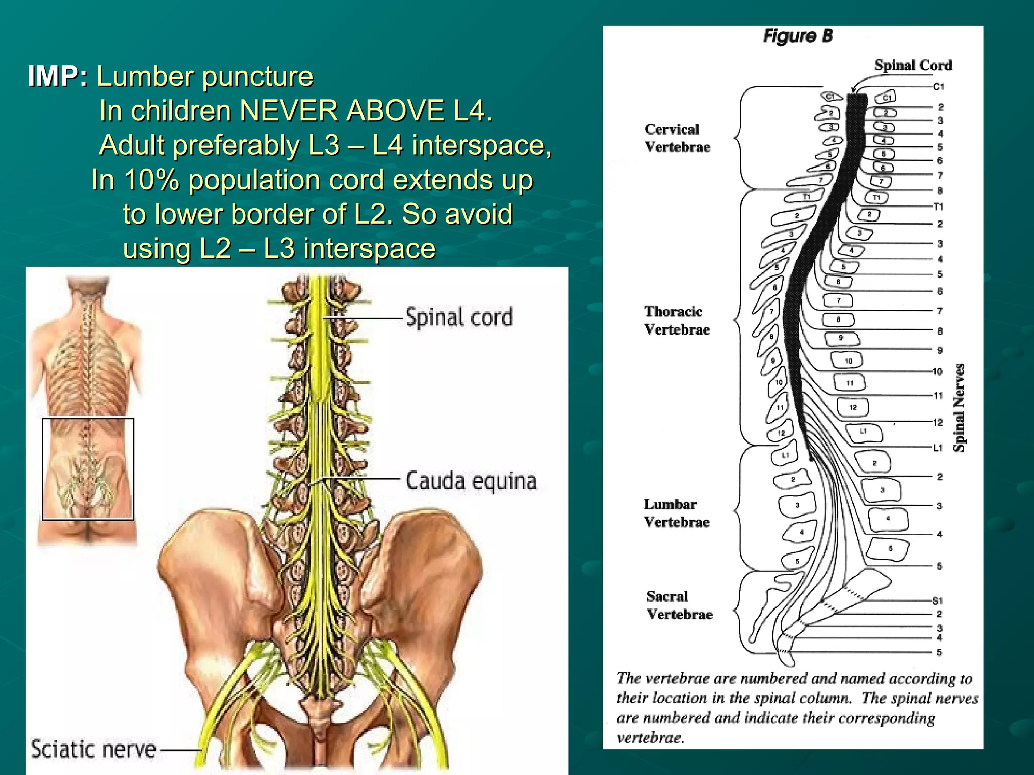 Anatomy of neuroaxial system final | PPT
