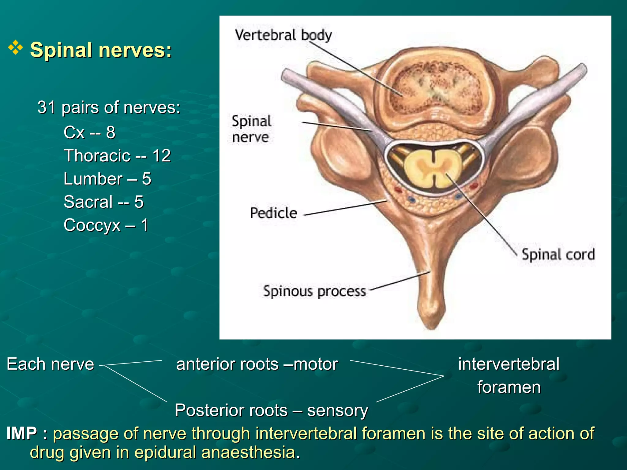 Anatomy of neuroaxial system final | PPT
