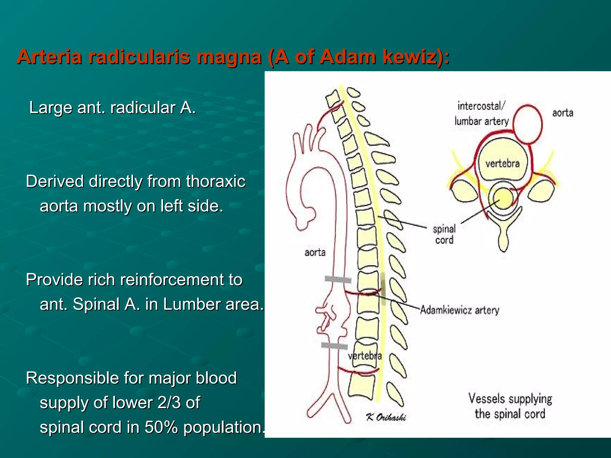 Anatomy of neuroaxial system final | PPT