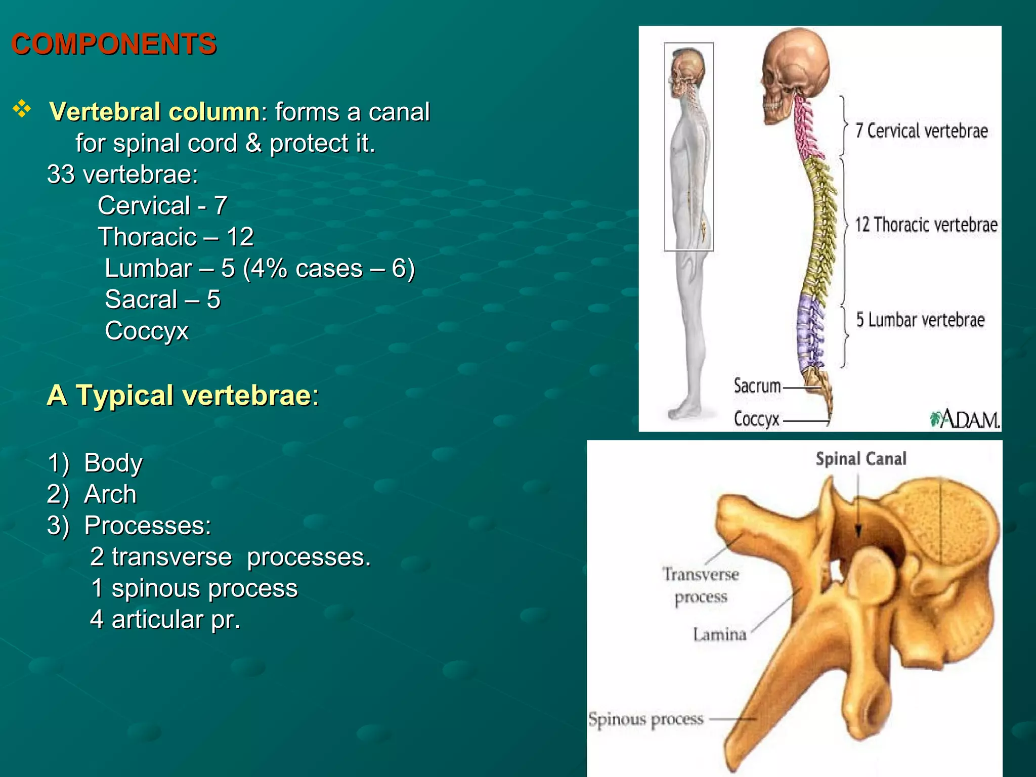 Anatomy of neuroaxial system final | PPT