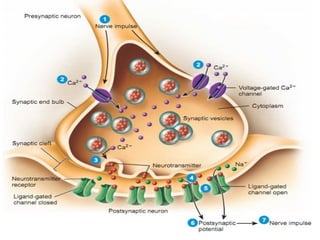 Anatomy of neuromuscular junction | PPT | Brain and Nervous System ...