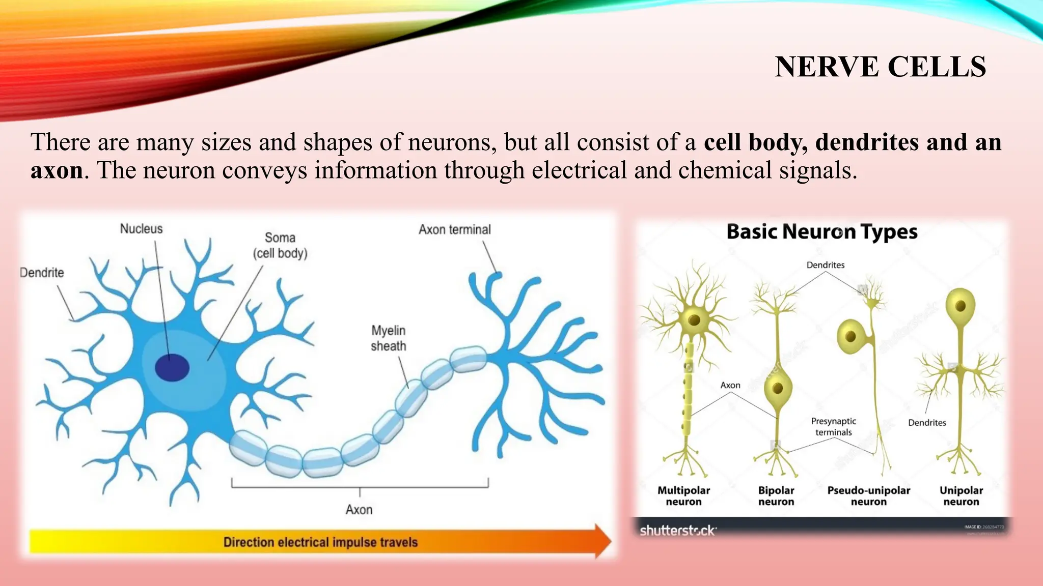 Anatomy of nervous system , Brain cells and their functions . | PPTX