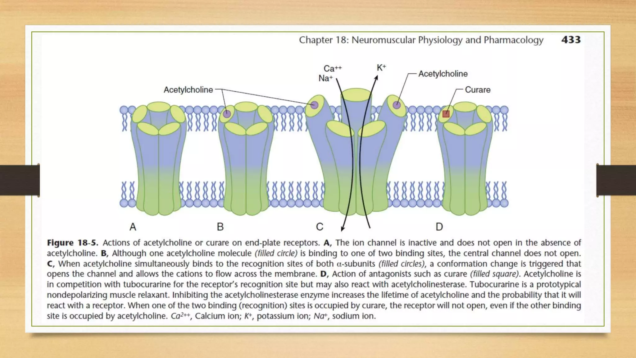 Anatomy of nmj | PPTX