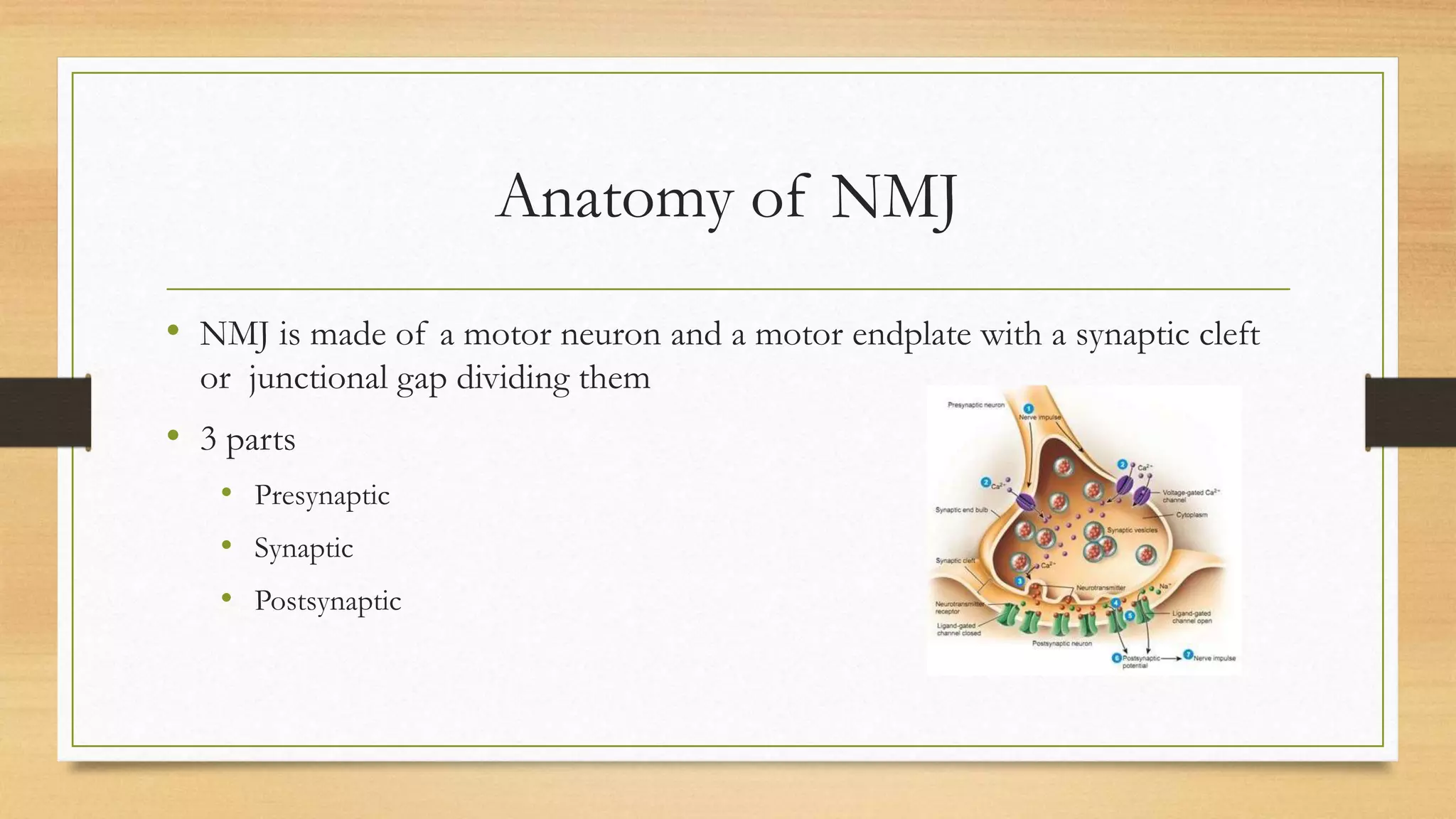 Anatomy of nmj | PPTX