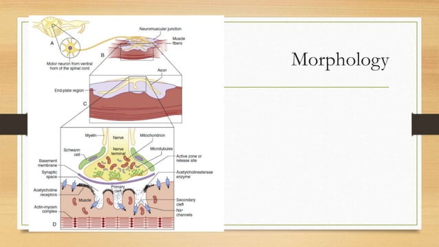 Anatomy of nmj | PPTX