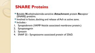 Anatomy of NMJ. Presentation Pptx .pptx