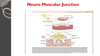Anatomy and physiology of neuromuscular junction | PPTX