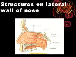 Anatomy of nose | PPT