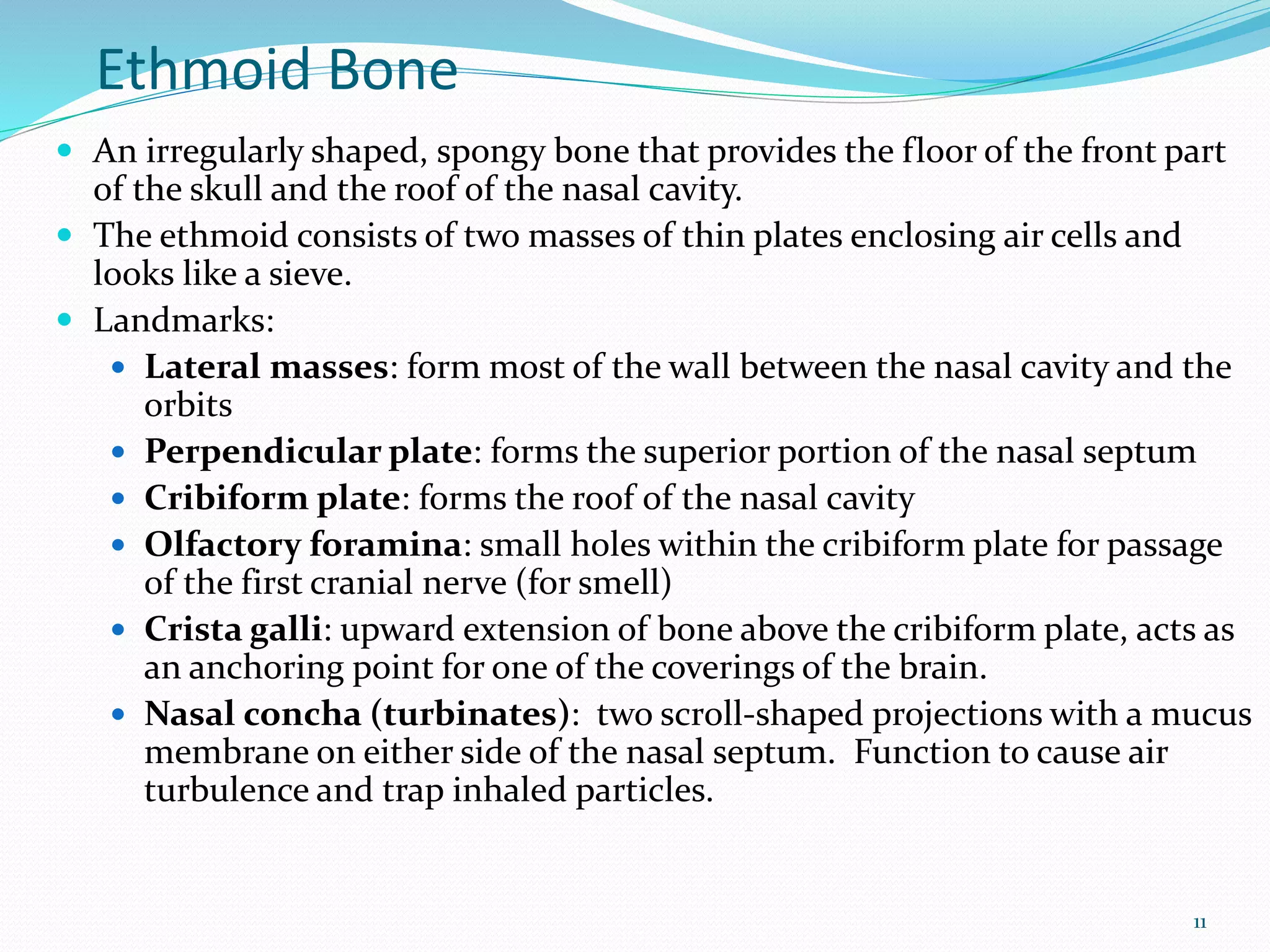 Anatomy of nose | PPTX