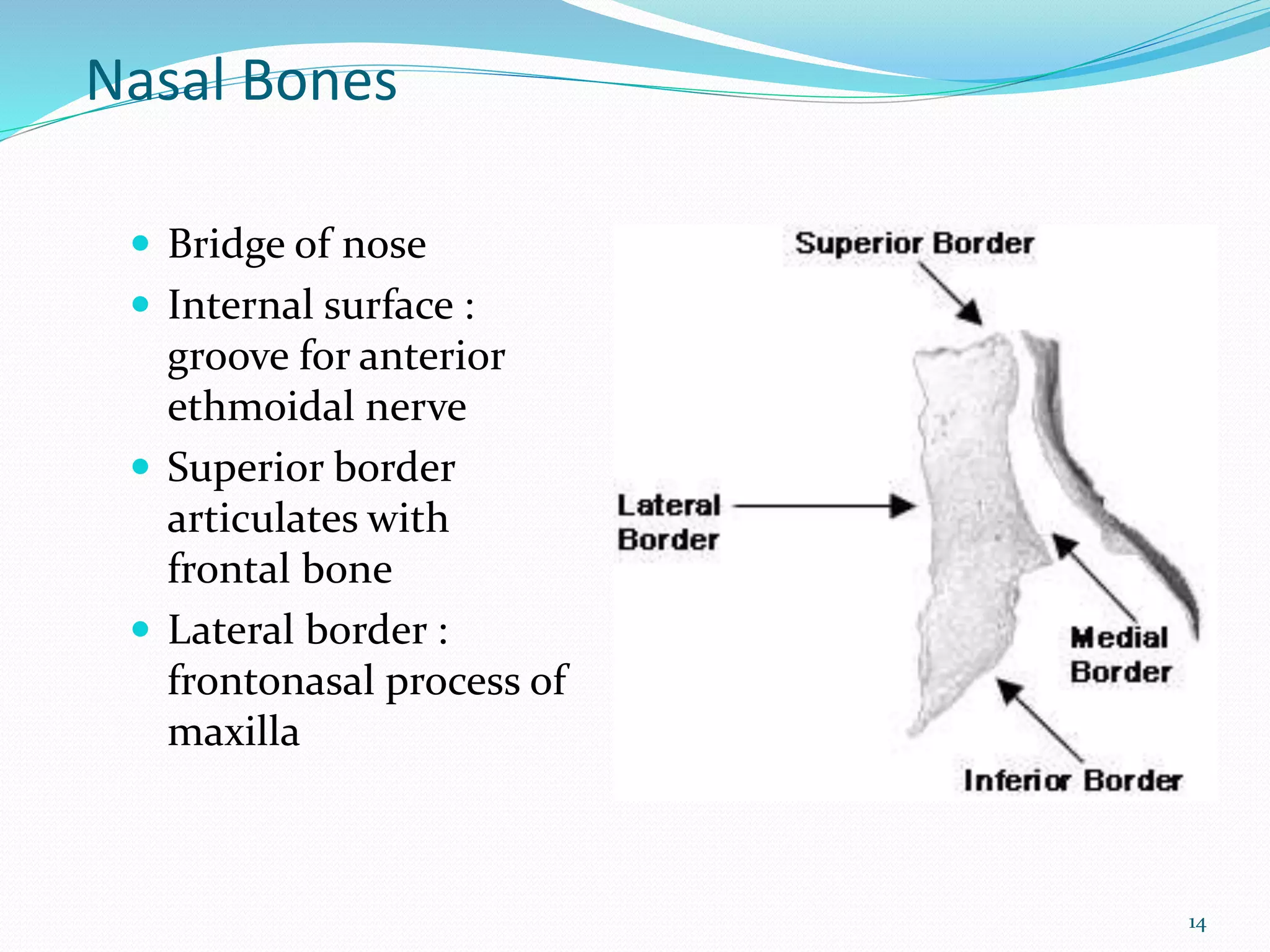 Anatomy of nose | PPTX