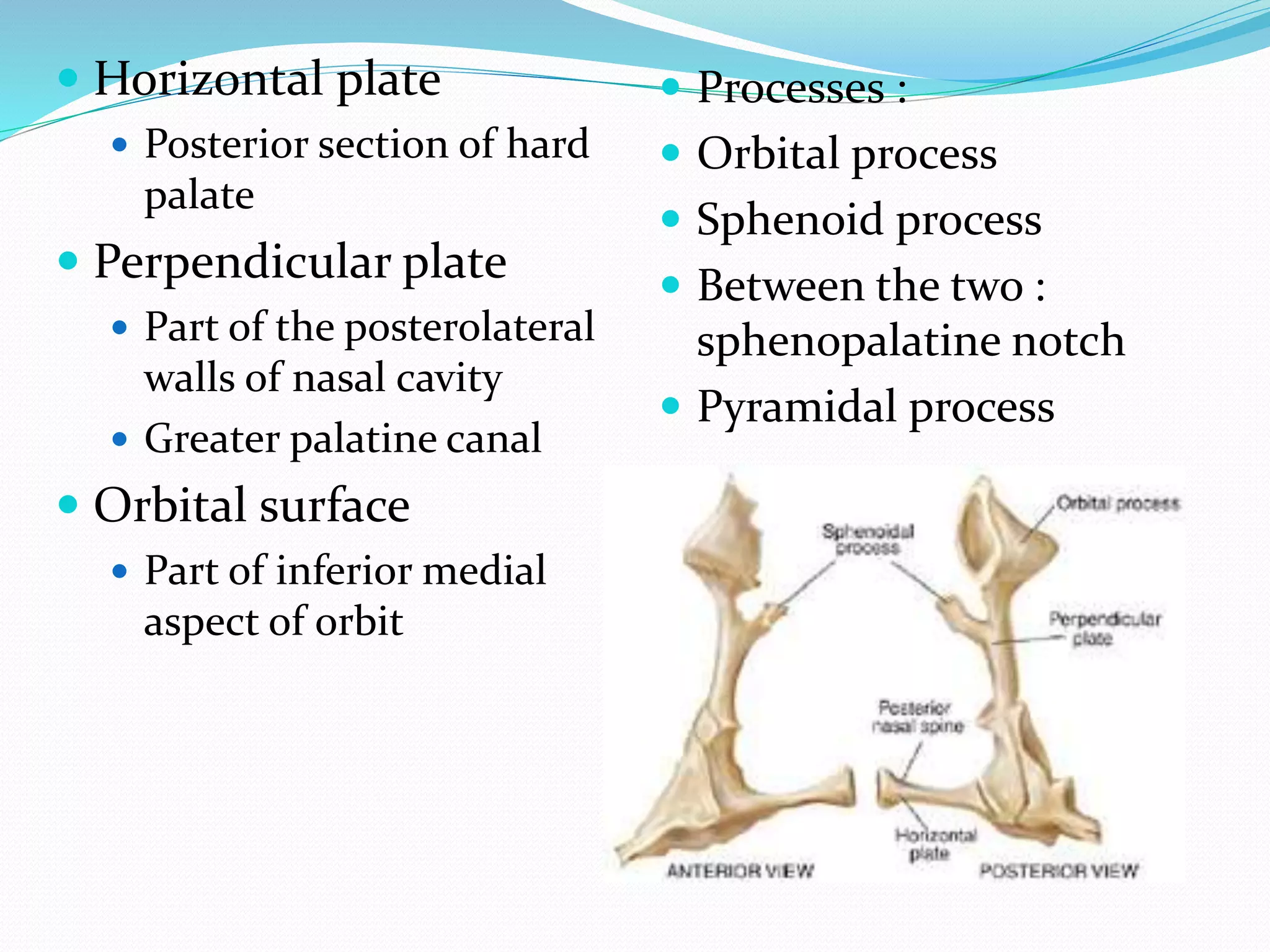 Anatomy of nose | PPTX