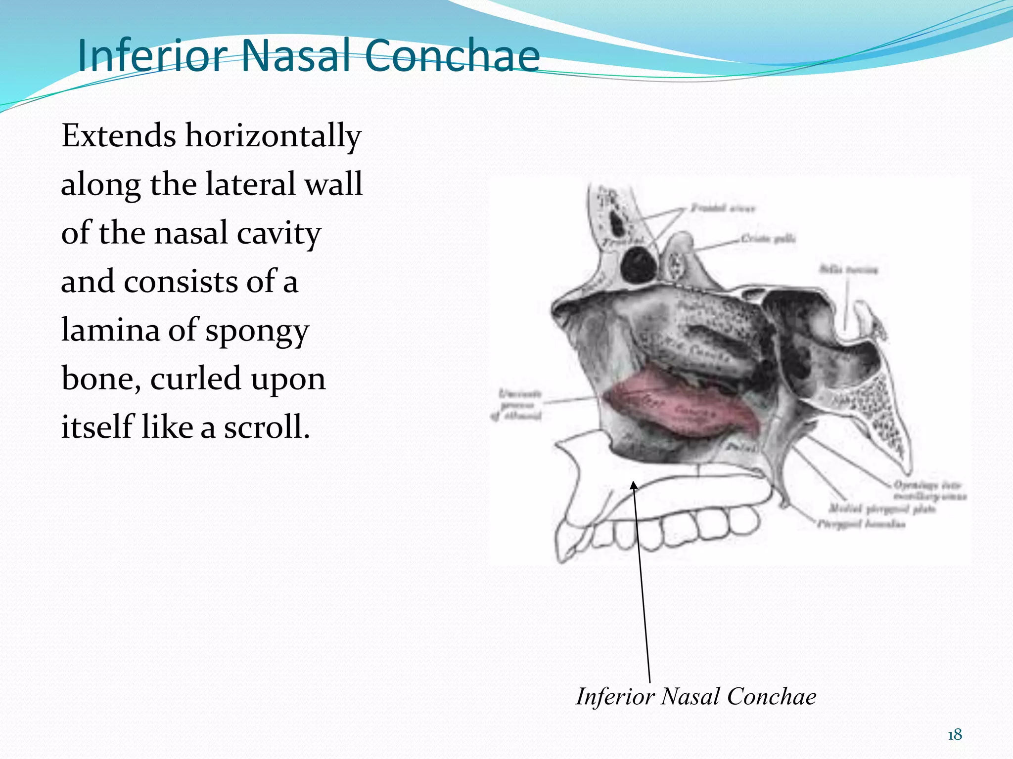 Anatomy of nose | PPTX