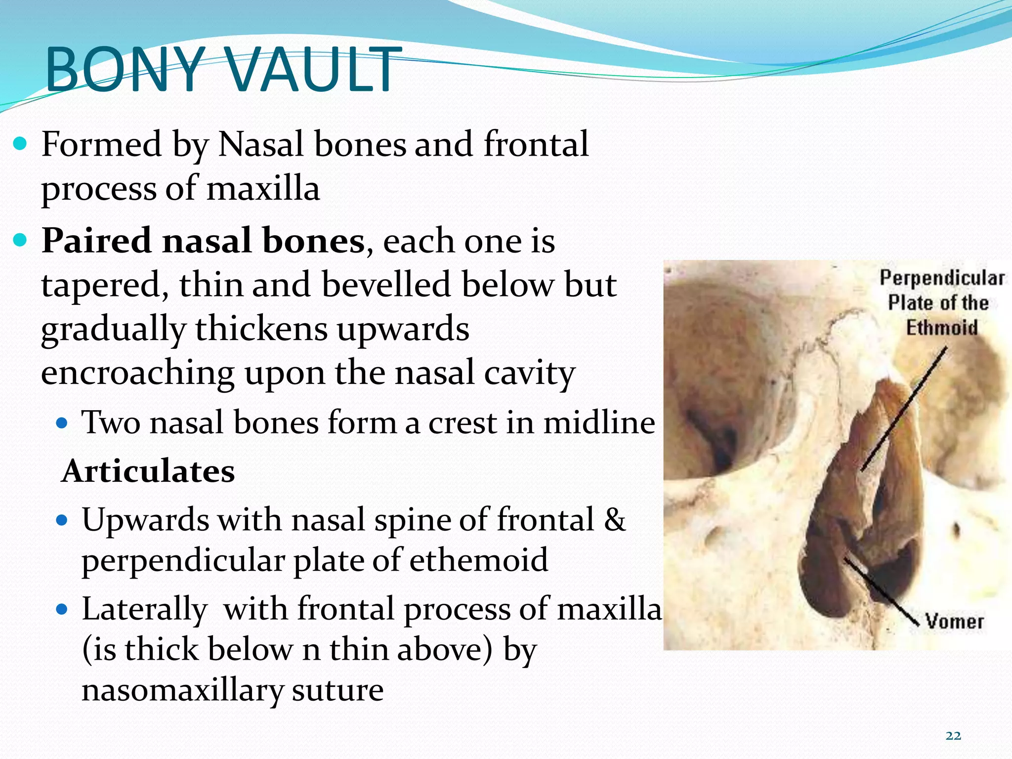 Anatomy of nose | PPTX