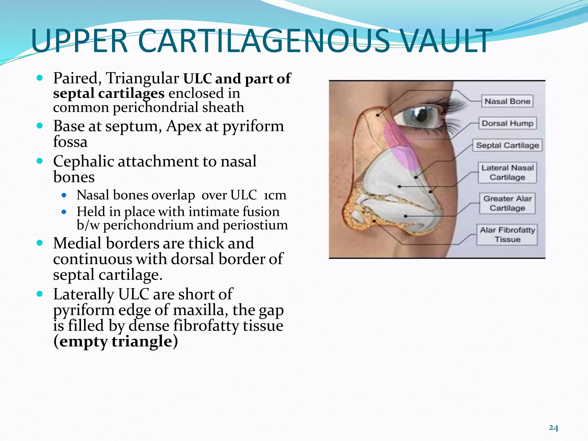 Anatomy of nose | PPTX