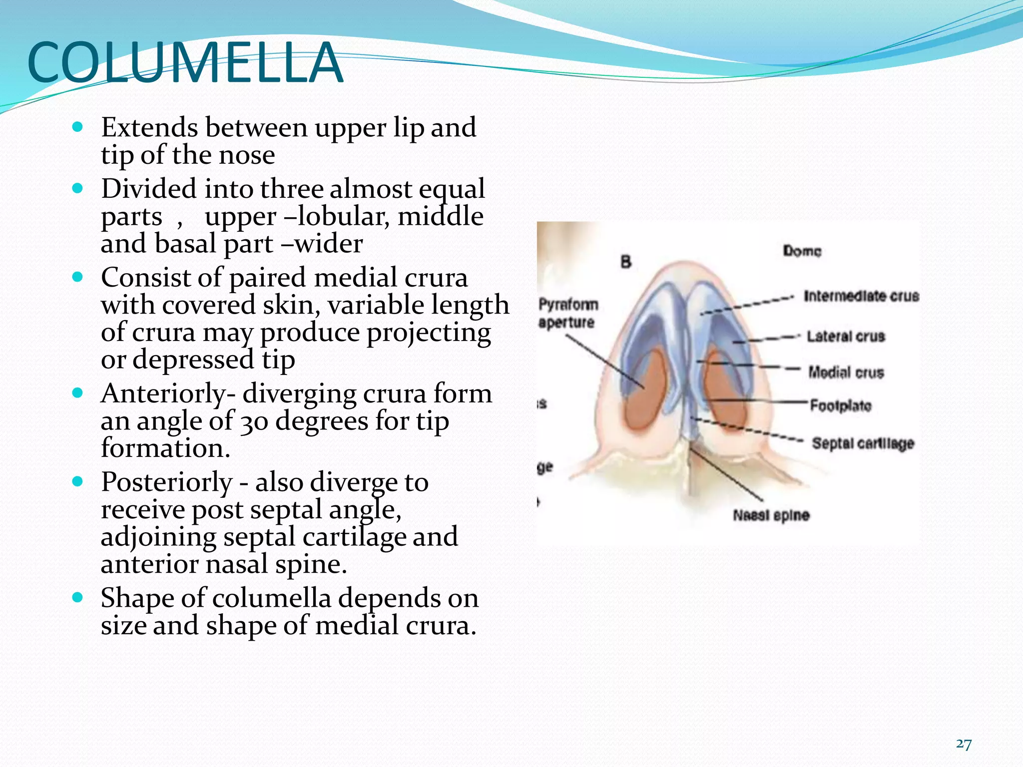 Anatomy of nose | PPTX