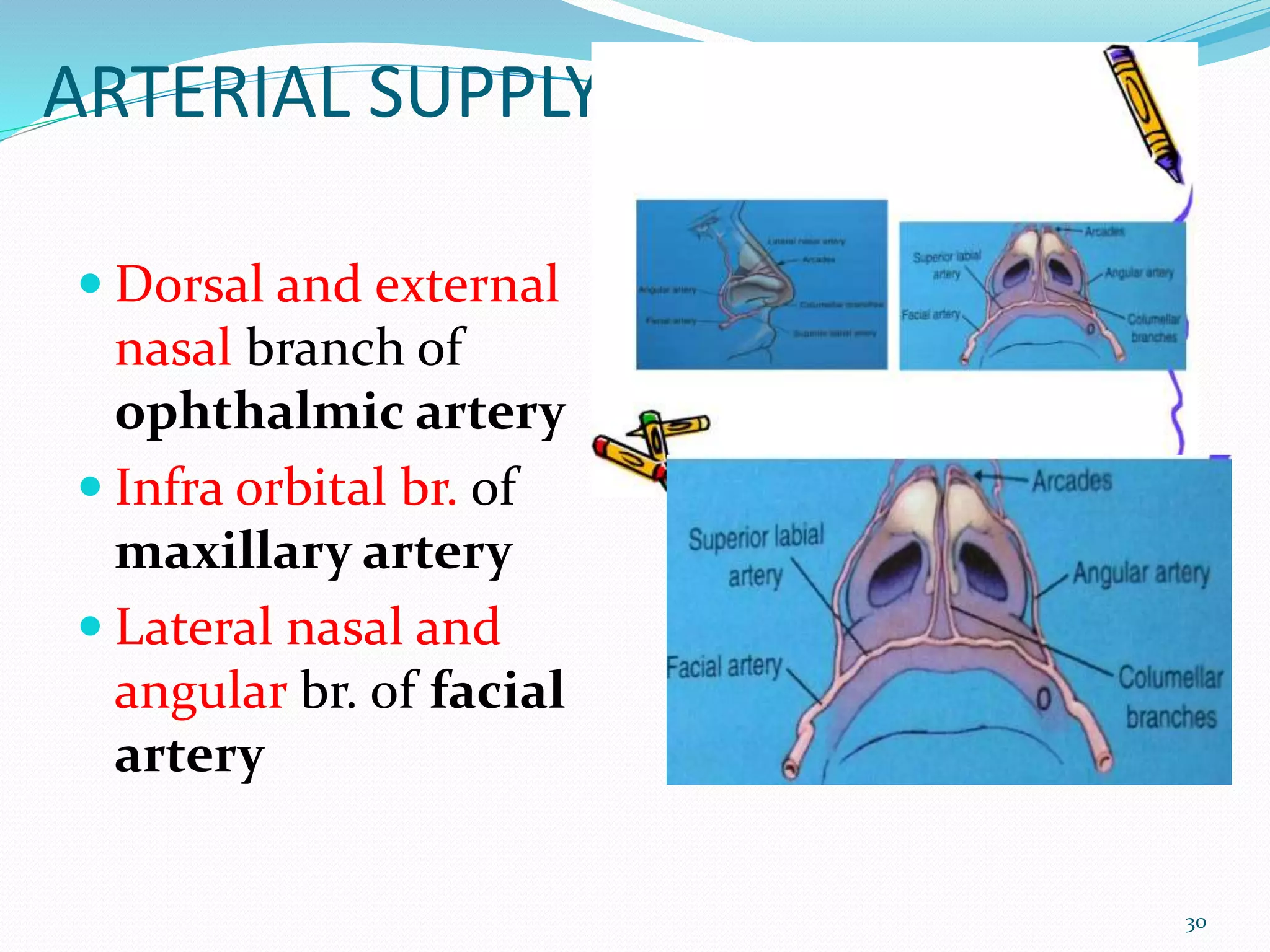 Anatomy of nose | PPTX