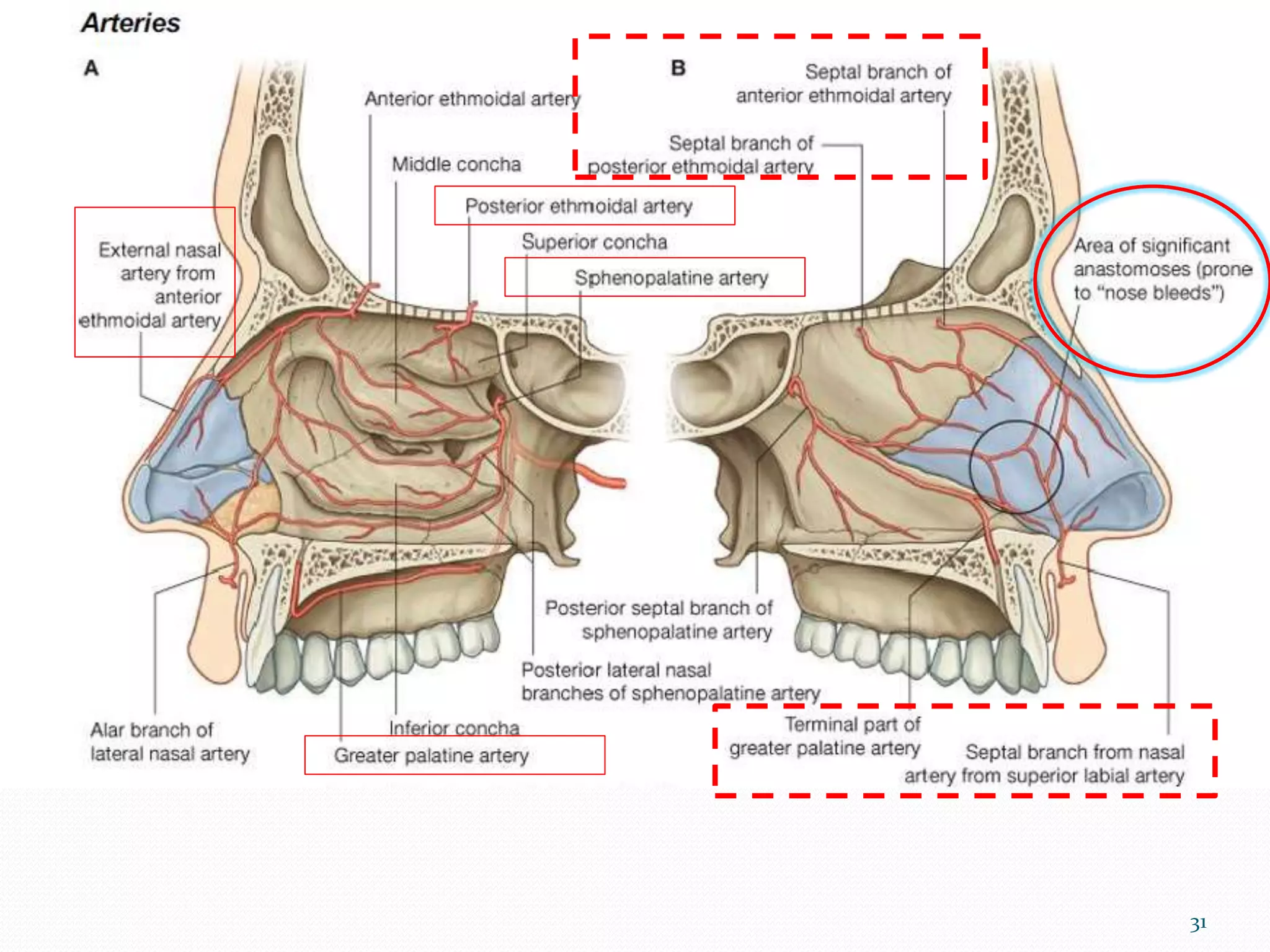 Anatomy of nose | PPTX