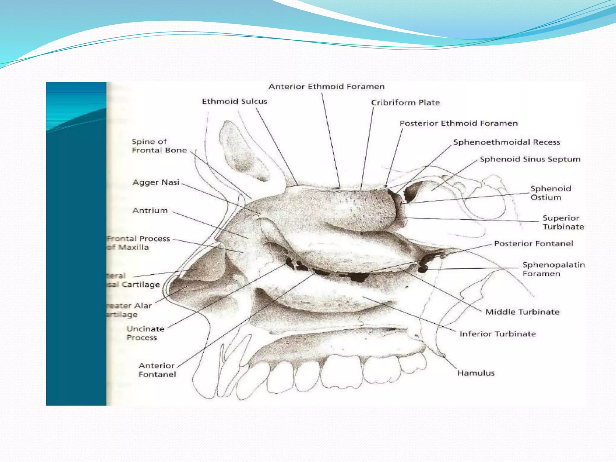 Anatomy of nose | PPTX