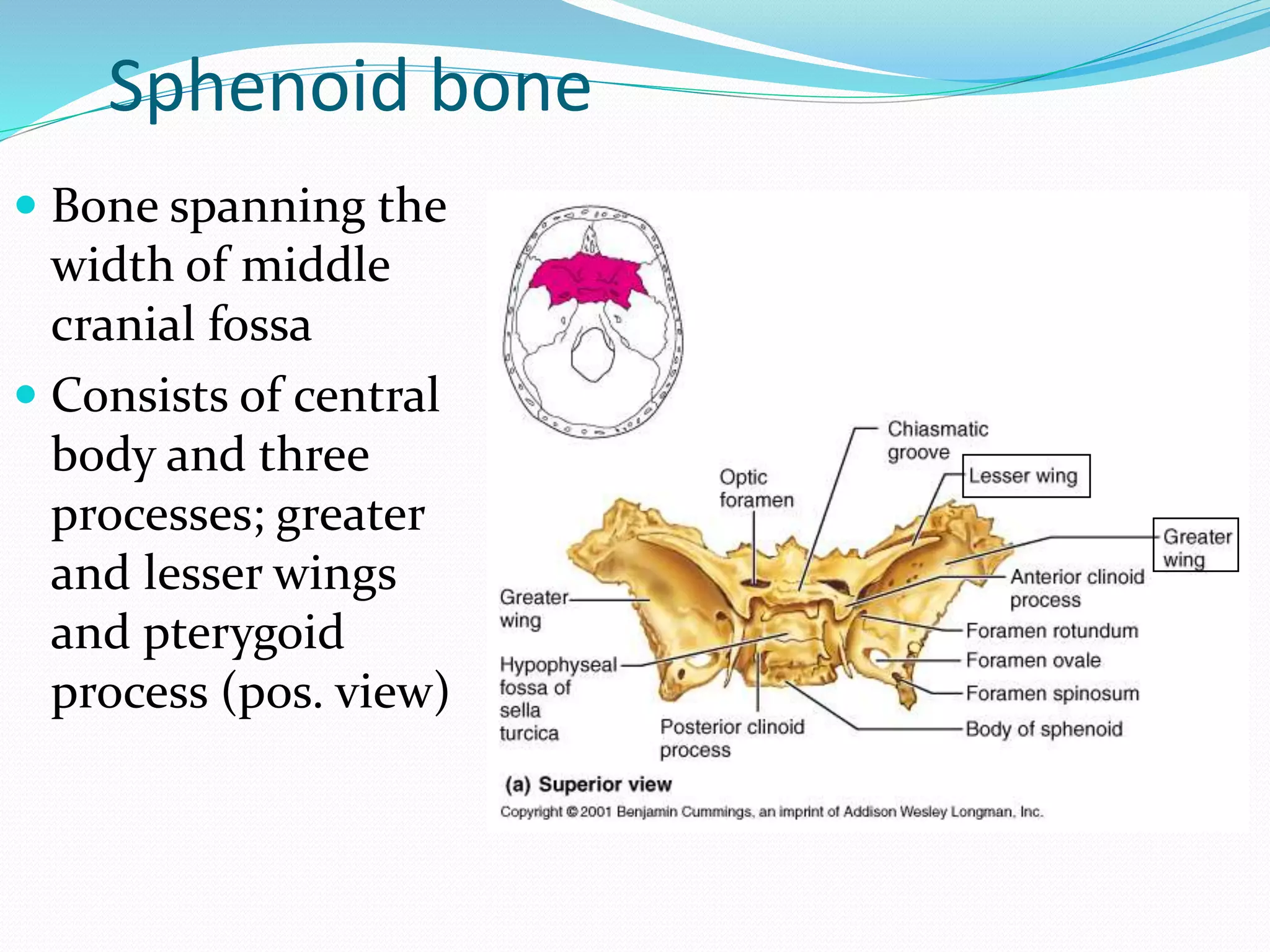 Anatomy of nose | PPTX