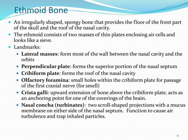 Anatomy of nose | PPTX