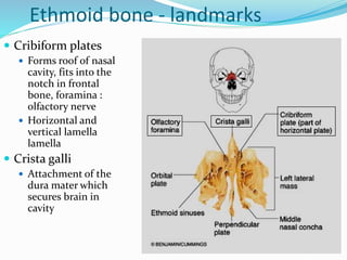 Anatomy of nose | PPTX
