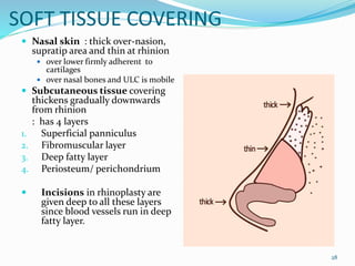 Anatomy of nose | PPTX
