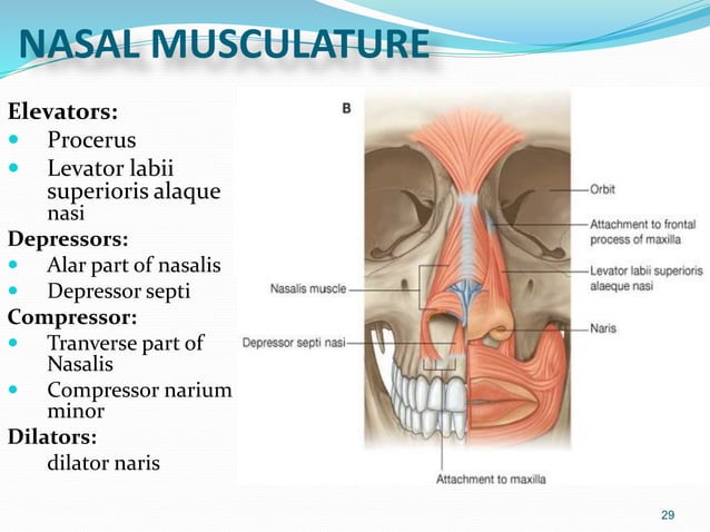 Anatomy of nose | PPTX