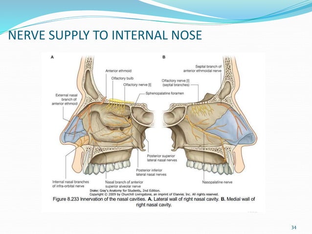 Anatomy of nose | PPTX