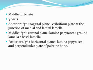 Anatomy of nose | PPTX