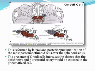 Anatomy of nose | PPTX