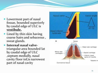 Nasal Vault Anatomy