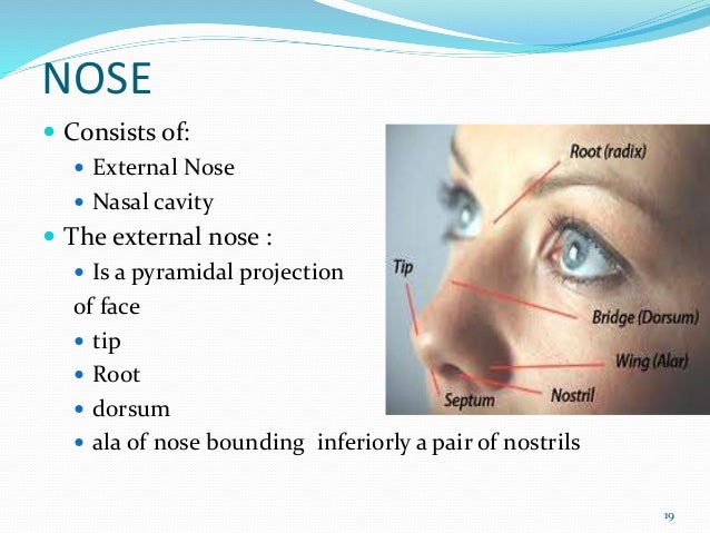 Anatomy of nose