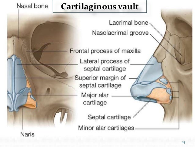 Anatomy of nose