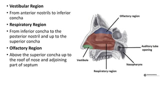 Anatomy of nose, Paranasal Sinuses | PPTX