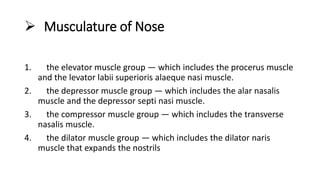 Anatomy of nose, Paranasal Sinuses | PPTX