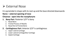 Anatomy of nose, Paranasal Sinuses | PPTX