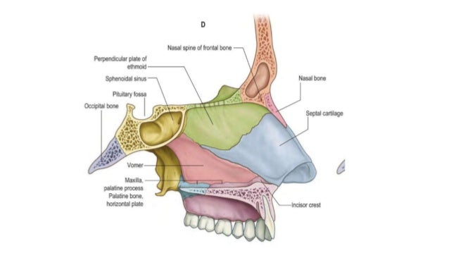 Nasal Cavity And Paranasal Sinuses