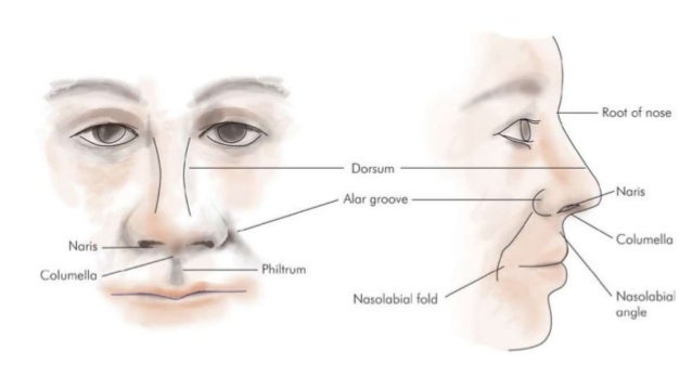 Anatomy of nose, Paranasal Sinuses