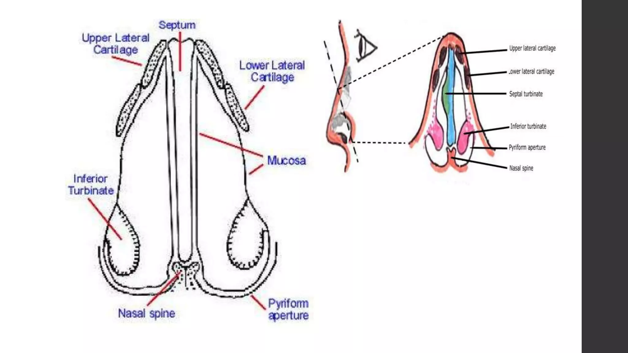 Anatomy of nose | PPTX