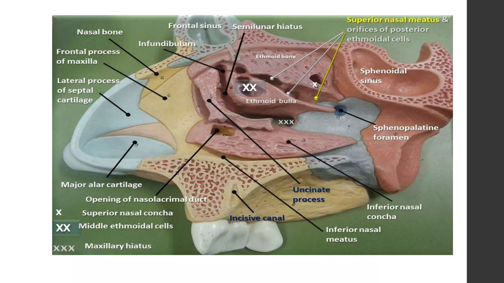 Anatomy of nose | PPTX